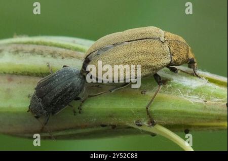 (Mycterus tibialis) Insecta Stock Photo - Alamy