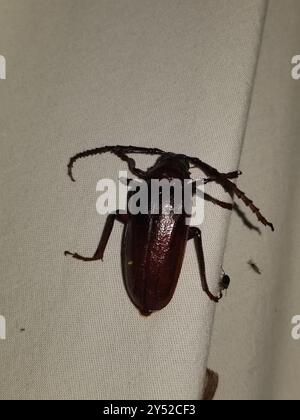 Tooth-necked Longhorn Beetle (Prionus pocularis) 1605 Del Mar Dr ...