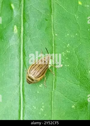Crowded Flea Beetle (Ophraella conferta) Insecta Stock Photo - Alamy