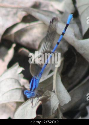 Springwater Dancer (Argia funebris) Insecta Stock Photo - Alamy