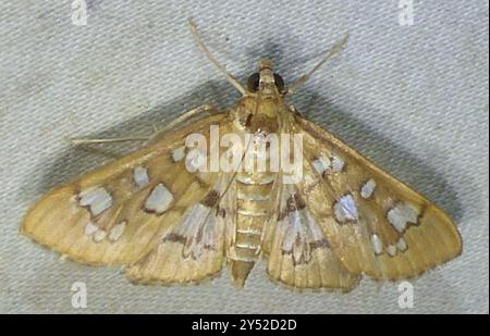 Media Moth (Samea baccatalis) Insecta Stock Photo - Alamy