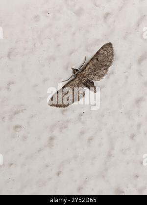 Common Eupithecia Moth (Eupithecia miserulata) Insecta Stock Photo - Alamy