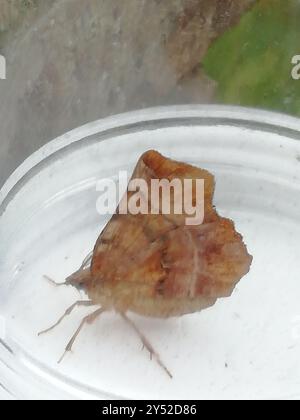 Early Thorn (Selenia dentaria) Insecta Stock Photo - Alamy