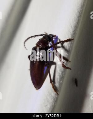 Tooth-necked Longhorn Beetle (Prionus pocularis) Insecta Stock Photo ...