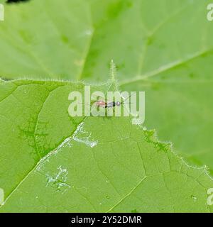 Aulacid Wasps (Aulacidae) Insecta Stock Photo - Alamy
