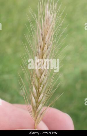 false rye barley (Hordeum secalinum) Plantae Stock Photo - Alamy
