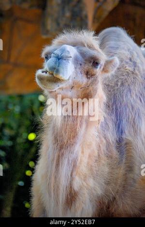beautiful portrait of a white bactrian camel standing in a pasture ...