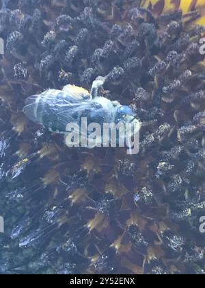 Longhorn Bees (Eucerini) Insecta Stock Photo - Alamy