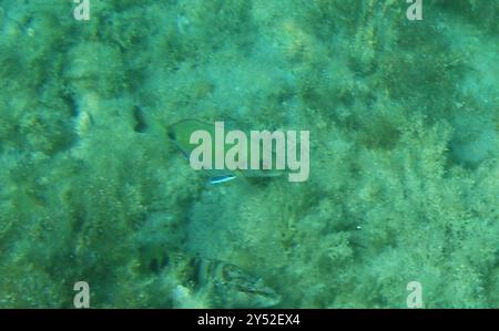 Sargo (Diplodus sargus) Actinopterygii Stock Photo - Alamy