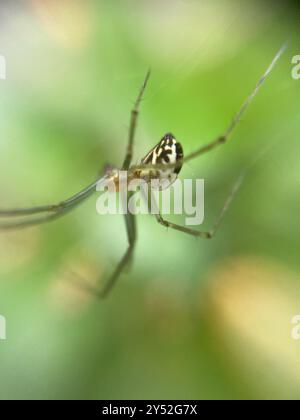 (Neriene emphana) Arachnida Stock Photo - Alamy