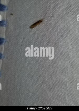 Yellow Net-spinning Caddisfly (Potamyia flava Stock Photo - Alamy