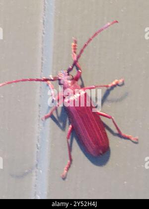 Brown Prionid (Orthosoma brunneum) Insecta Stock Photo - Alamy