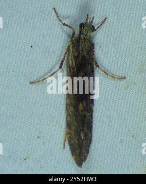 Giant Casemaker Caddisflies (Phryganeidae) Insecta Stock Photo - Alamy