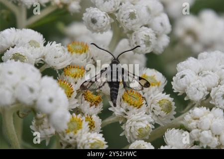 Fireweed Clearwing Moth (Albuna pyramidalis) Insecta Stock Photo - Alamy