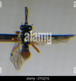 Common Hover Fly Parasitoid Wasp (Diplazon laetatorius) Insecta Stock ...