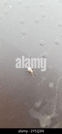 Imported Long-horned Weevil (Calomycterus setarius) Insecta Stock Photo ...