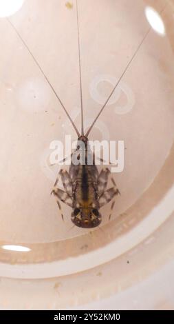 Carolina flat-headed mayfly (Stenacron carolina) Insecta Stock Photo ...
