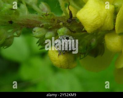 (Cionus thapsus) Insecta Stock Photo - Alamy