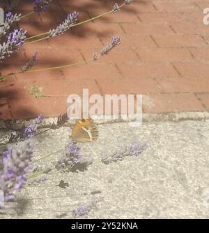 Spanish Gatekeeper (Pyronia bathseba) Insecta Stock Photo - Alamy