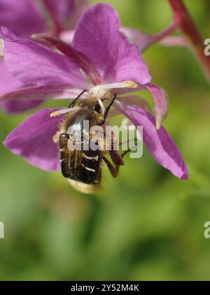 Bee-mimic Beetle (Trichiotinus assimilis) Insecta Stock Photo - Alamy