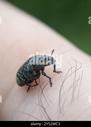 Blunt Knapweed Flower Weevil (Larinus obtusus) Insecta Stock Photo - Alamy