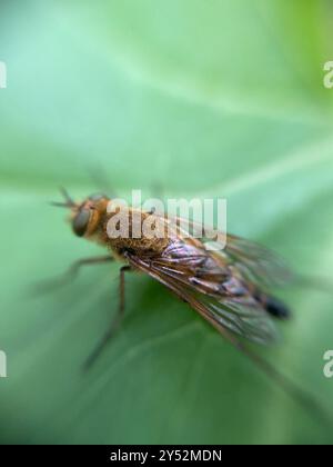 Common Stiletto (Thereva nobilitata) Insecta Stock Photo - Alamy