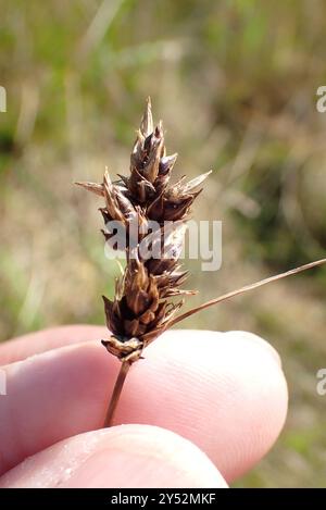 Divided Sedge (Carex divisa) Plantae Stock Photo - Alamy