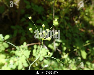 Gairdner's Yampah (Perideridia gairdneri), Plantae, Kootenay Boundary ...