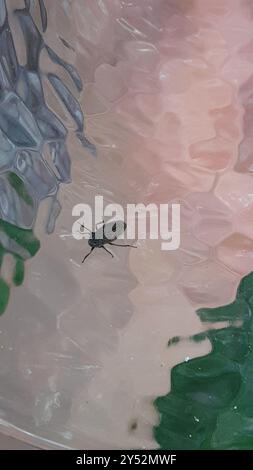 Striped Leafhopper (Cuerna striata) Insecta Stock Photo - Alamy