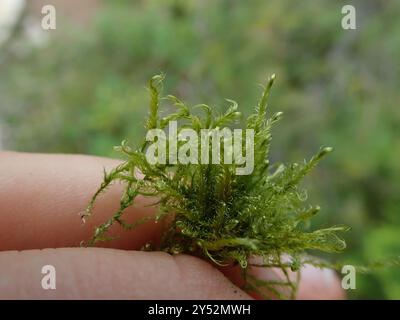 Sickle-leaved Hook-moss (Sanionia uncinata) Plantae Stock Photo - Alamy