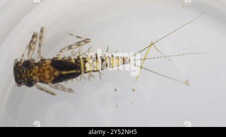 (Leucrocuta hebe) Insecta Stock Photo - Alamy