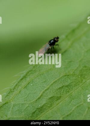 Freeloader Flies (Milichiidae) Insecta Stock Photo - Alamy