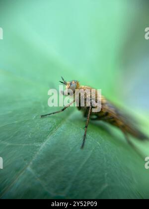 Common Stiletto (Thereva nobilitata) Insecta Stock Photo - Alamy