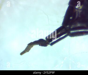 White-footed Woods Mosquito (Psorophora ferox) Insecta Stock Photo - Alamy