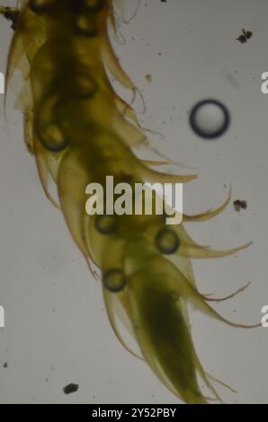 Kneiff's hook-moss (Drepanocladus aduncus) Plantae Stock Photo - Alamy