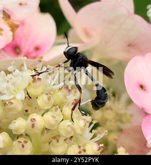 (Physocephala tibialis) Insecta Stock Photo - Alamy