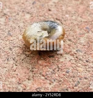 Typical Glass Snails (Oxychilus) Mollusca Stock Photo - Alamy