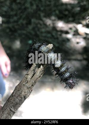 Buck Moth (Hemileuca maia) Insecta Stock Photo - Alamy
