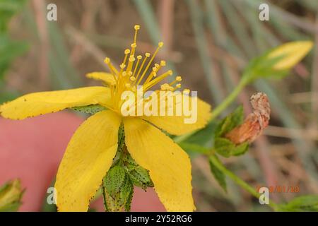 small Hypericum (Hypericum aethiopicum) Plantae Stock Photo - Alamy