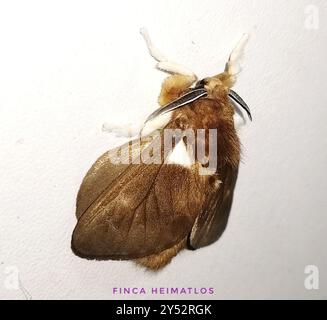 (Megalopyge phadima) Insecta Stock Photo - Alamy