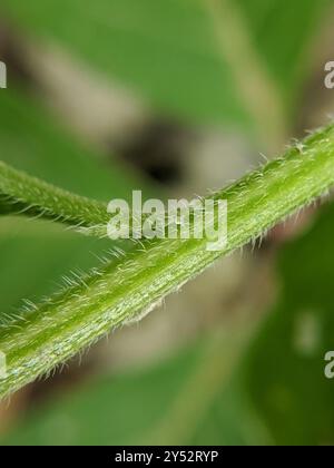 virginia stickseed (Hackelia virginiana) Plantae Stock Photo - Alamy