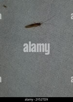 Yellow Net-spinning Caddisfly (Potamyia flava Stock Photo - Alamy