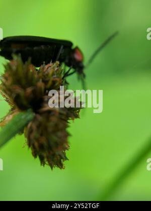 Dark Firefly (Pyropyga nigricans), Insecta, Falls Reserve Conservation ...