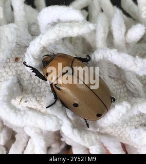 Grapevine Beetle (Pelidnota punctata) Insecta Stock Photo - Alamy