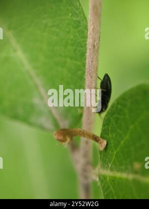 False Click Beetles (Eucnemidae) Insecta Stock Photo - Alamy
