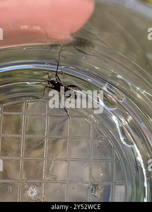 Water Crickets (Velia Stock Photo - Alamy