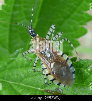 Ringed Assassin Bug (Pselliopus cinctus) Insecta Stock Photo - Alamy
