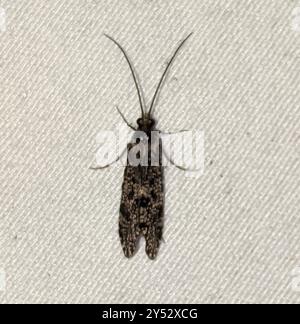 Tube Maker Caddisflies (Polycentropodidae) Insecta Stock Photo - Alamy