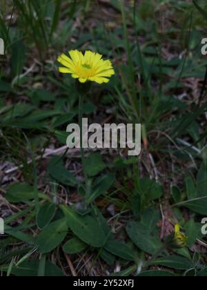 mouse-eared hawkweed (Pilosella officinarum) Plantae Stock Photo - Alamy