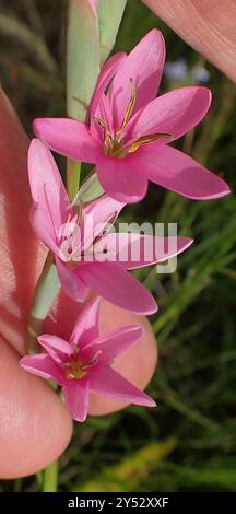 Grassveld Eveninglily (Hesperantha baurii) Plantae Stock Photo - Alamy